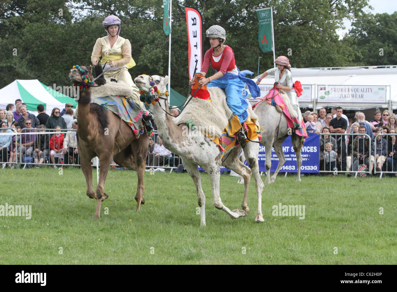 Camels for racing hi-res stock photography and images - Alamy