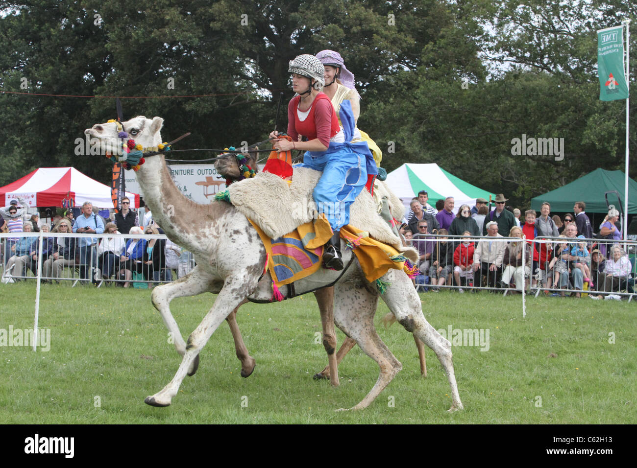 Camels for racing hi-res stock photography and images - Alamy