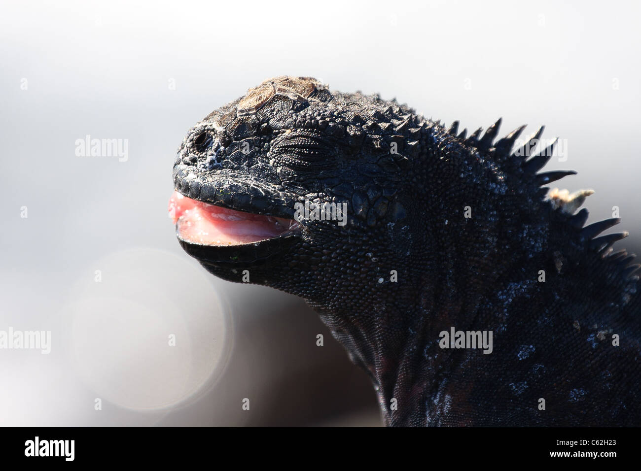 Laughing Marine Iguana Stock Photo - Alamy