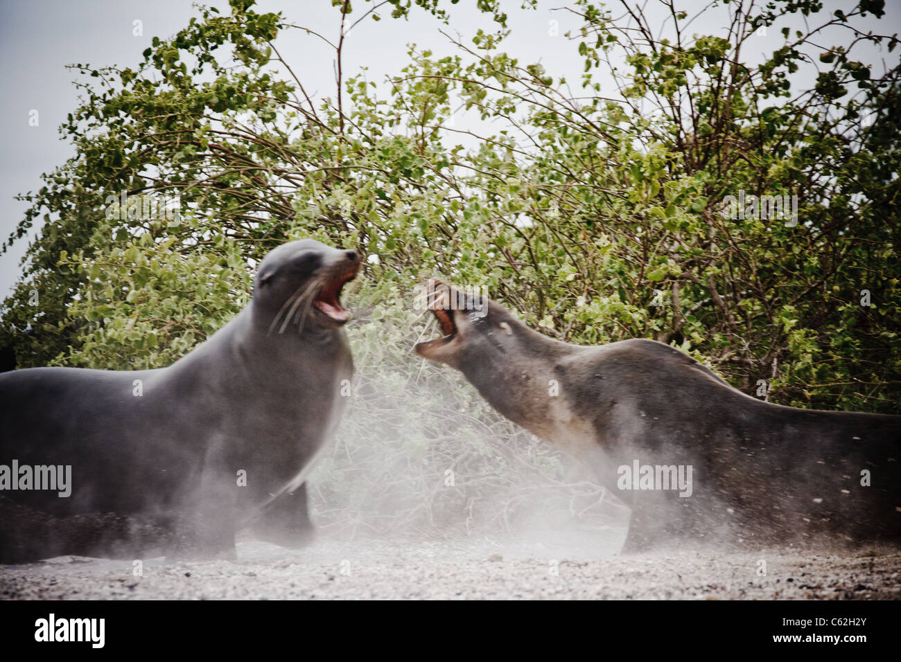 Sea Lion Fight Stock Photo - Alamy