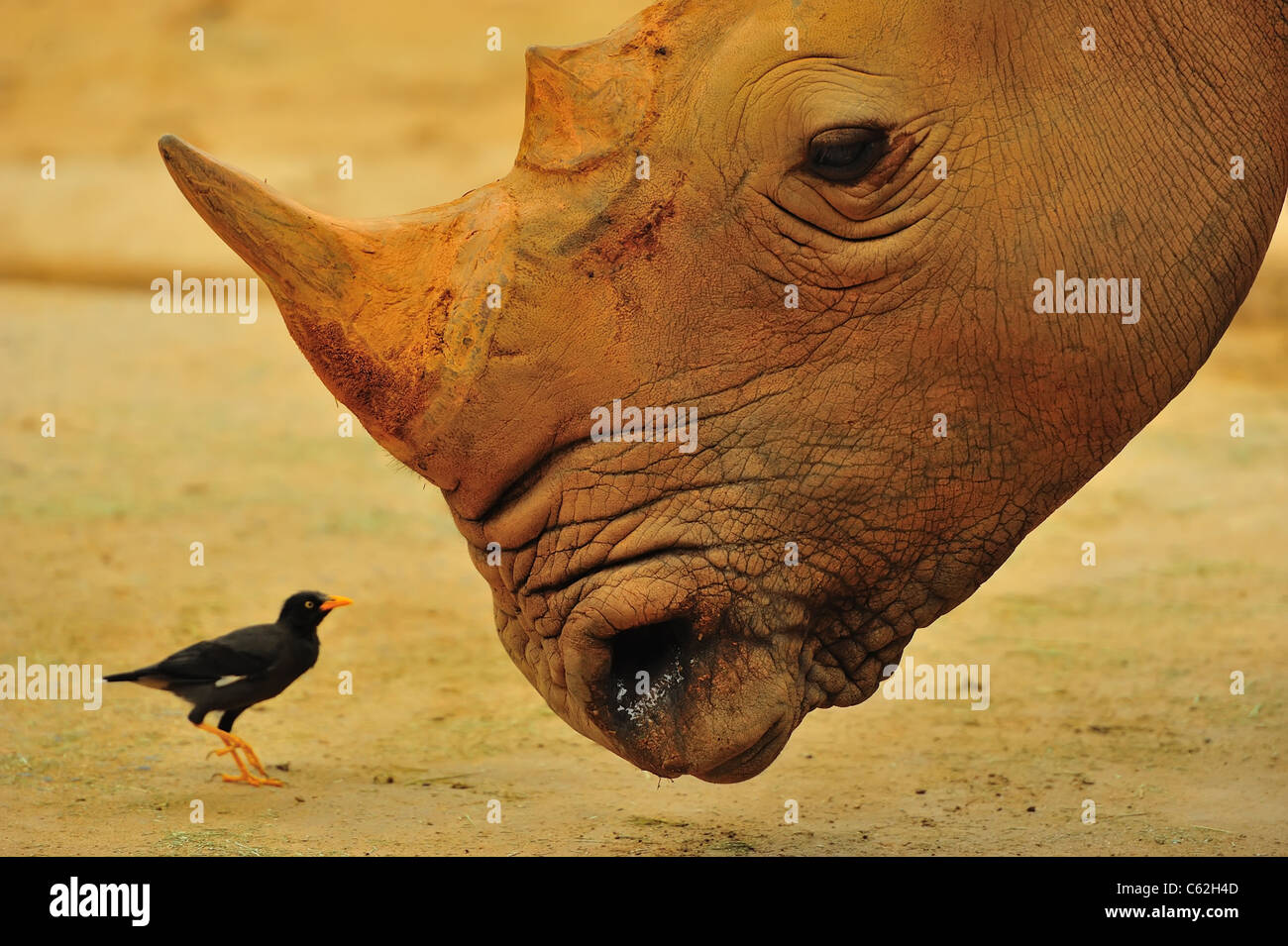 A rhino looking at an oxpecker, also known as a tick-bird, which helps ...