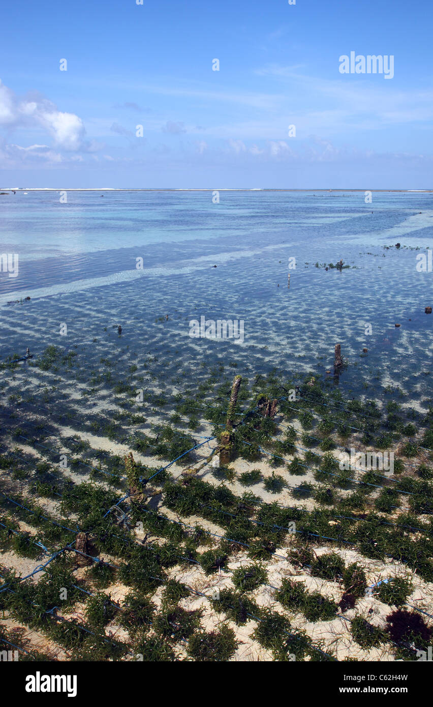 Seaweed farming at Green Ball Beach. Bukit Peninsula, Bali, Bali ...
