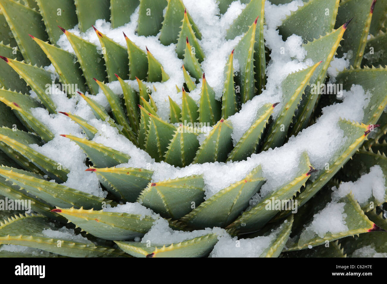 Aloe polyphylla hi-res stock photography and images - Alamy