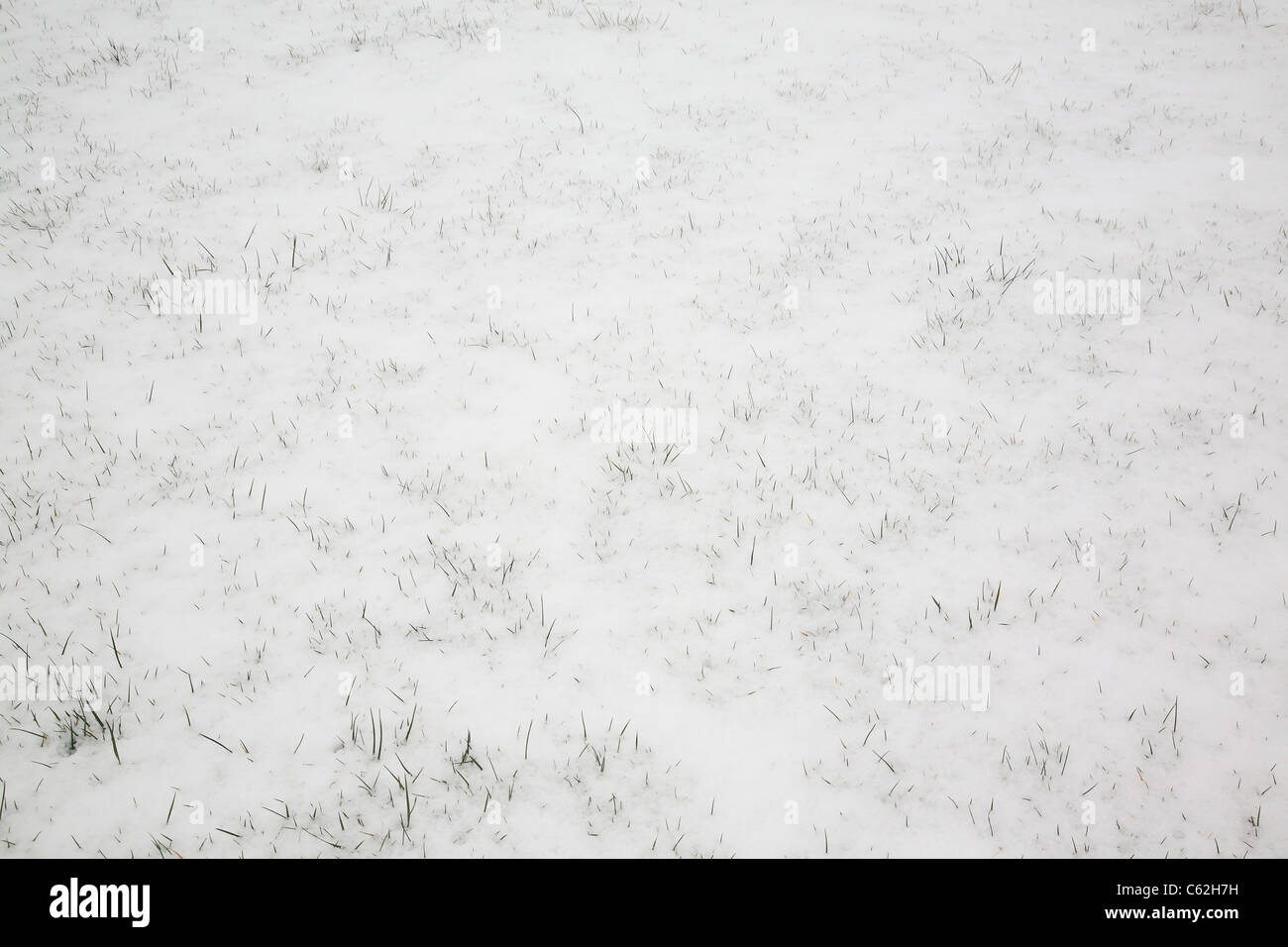Grass poking through the snow Stock Photo - Alamy