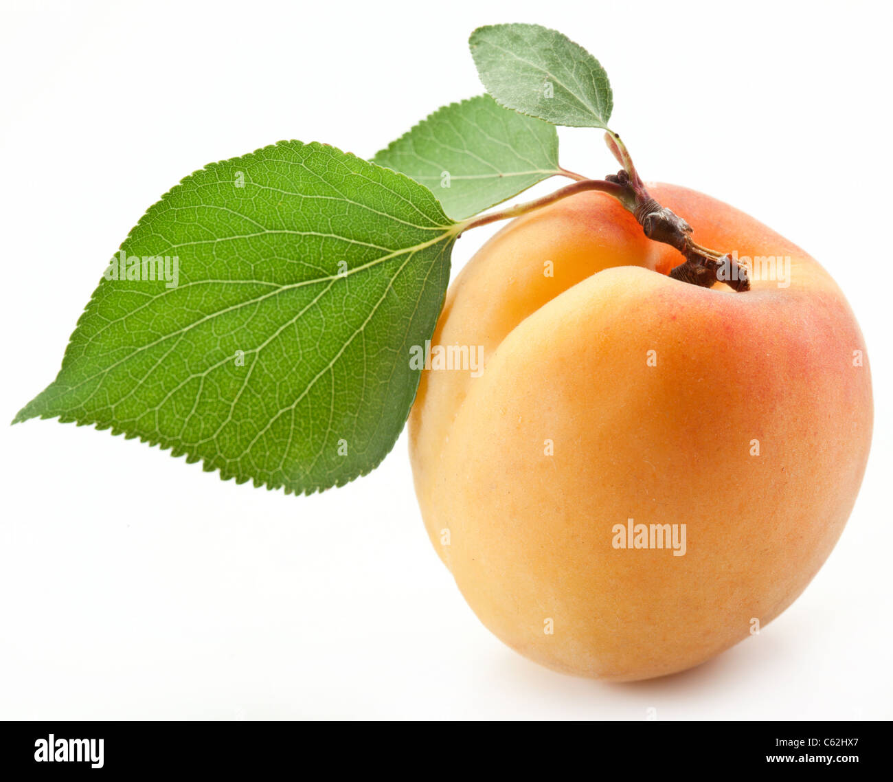 Apricot leaf hi-res stock photography and images - Alamy
