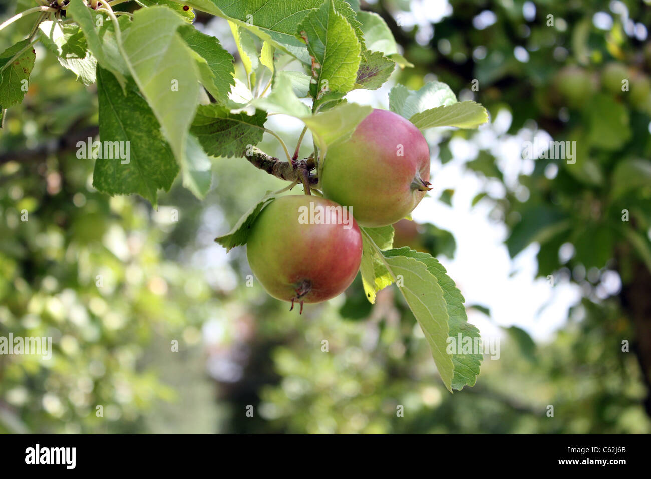 August tree hi-res stock photography and images - Alamy