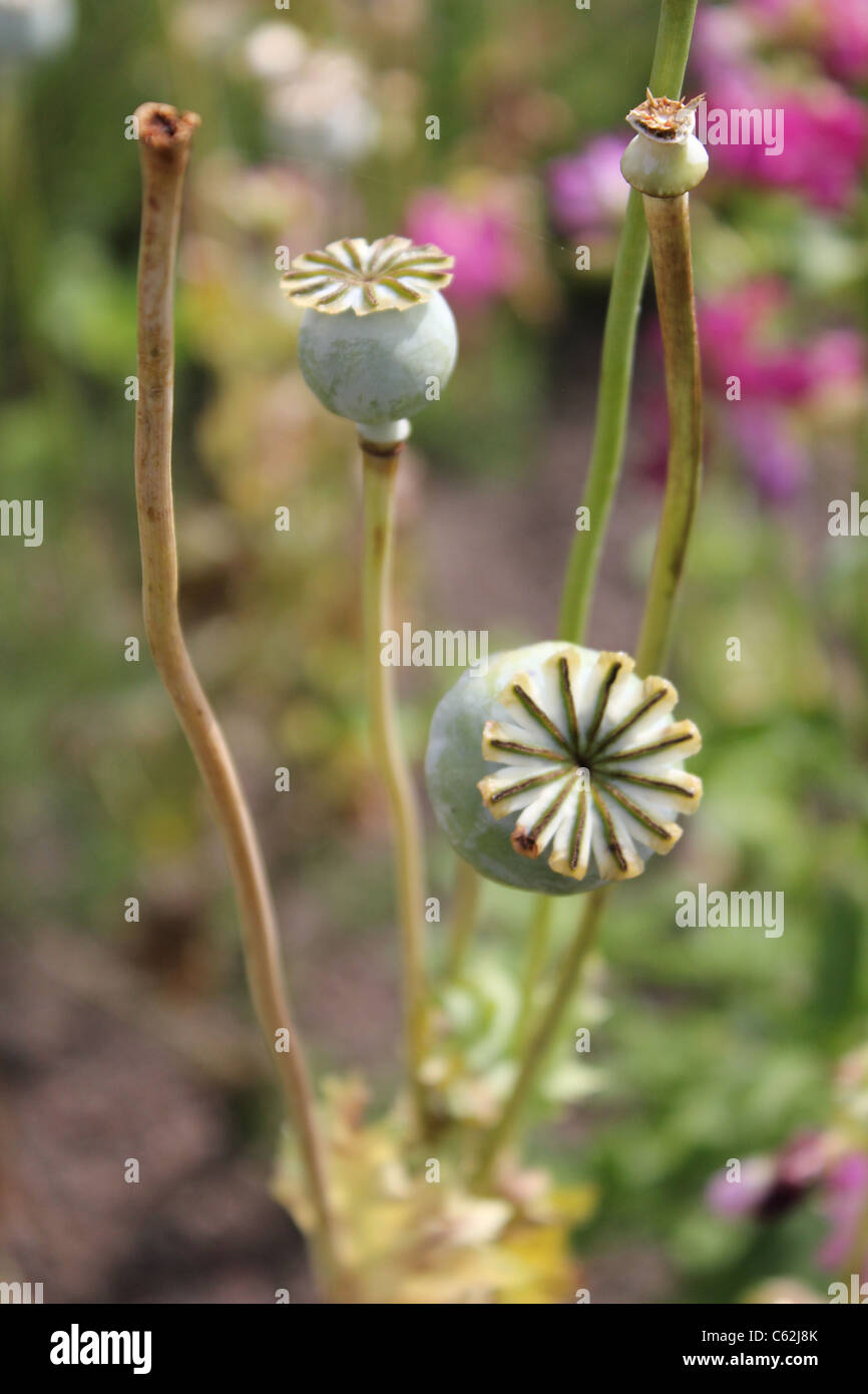 Garden poppy heads hi-res stock photography and images - Alamy