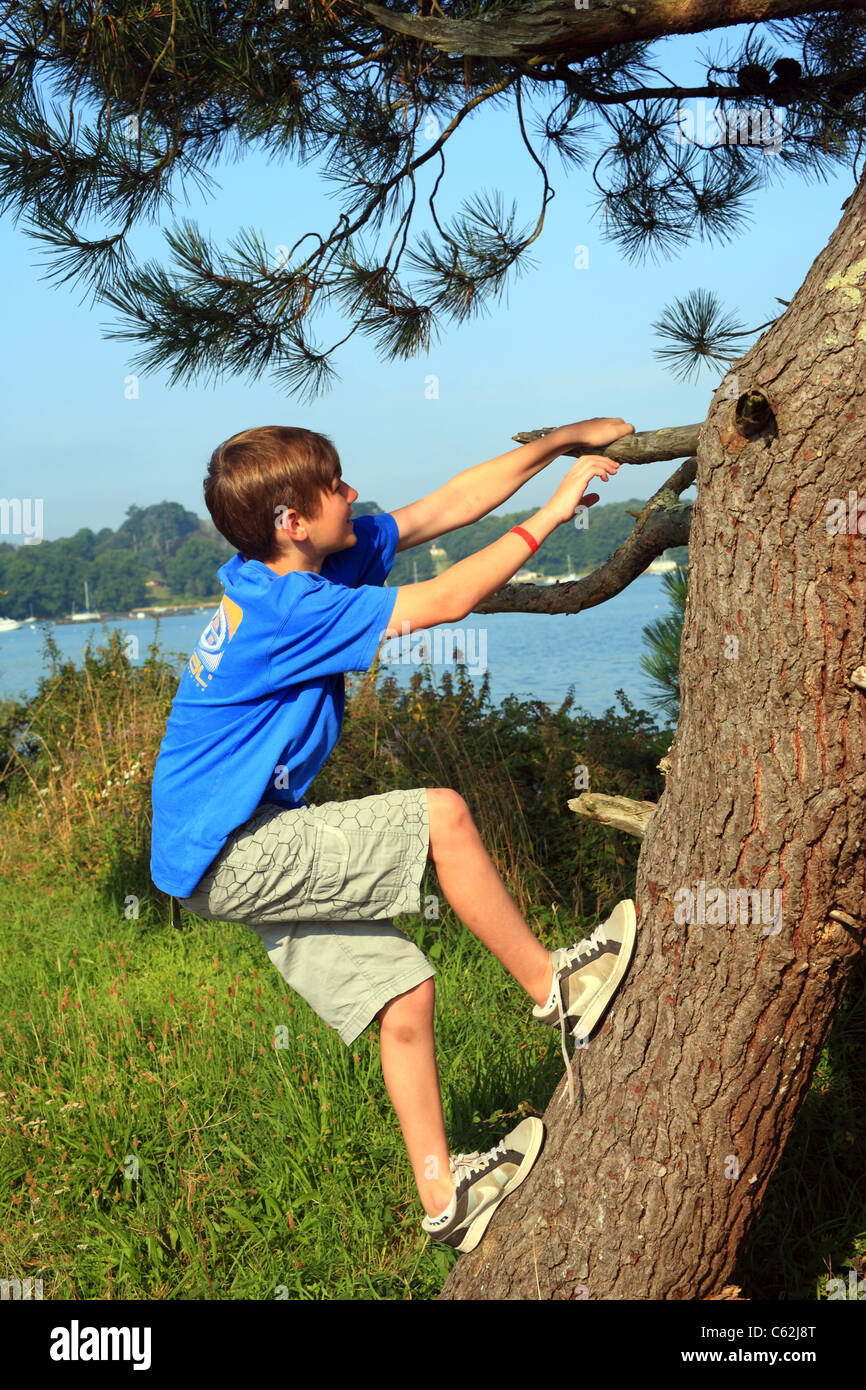 Boy climbing pine tree at Baie de Kerdrean at Lanester, Baden, Morbihan ...