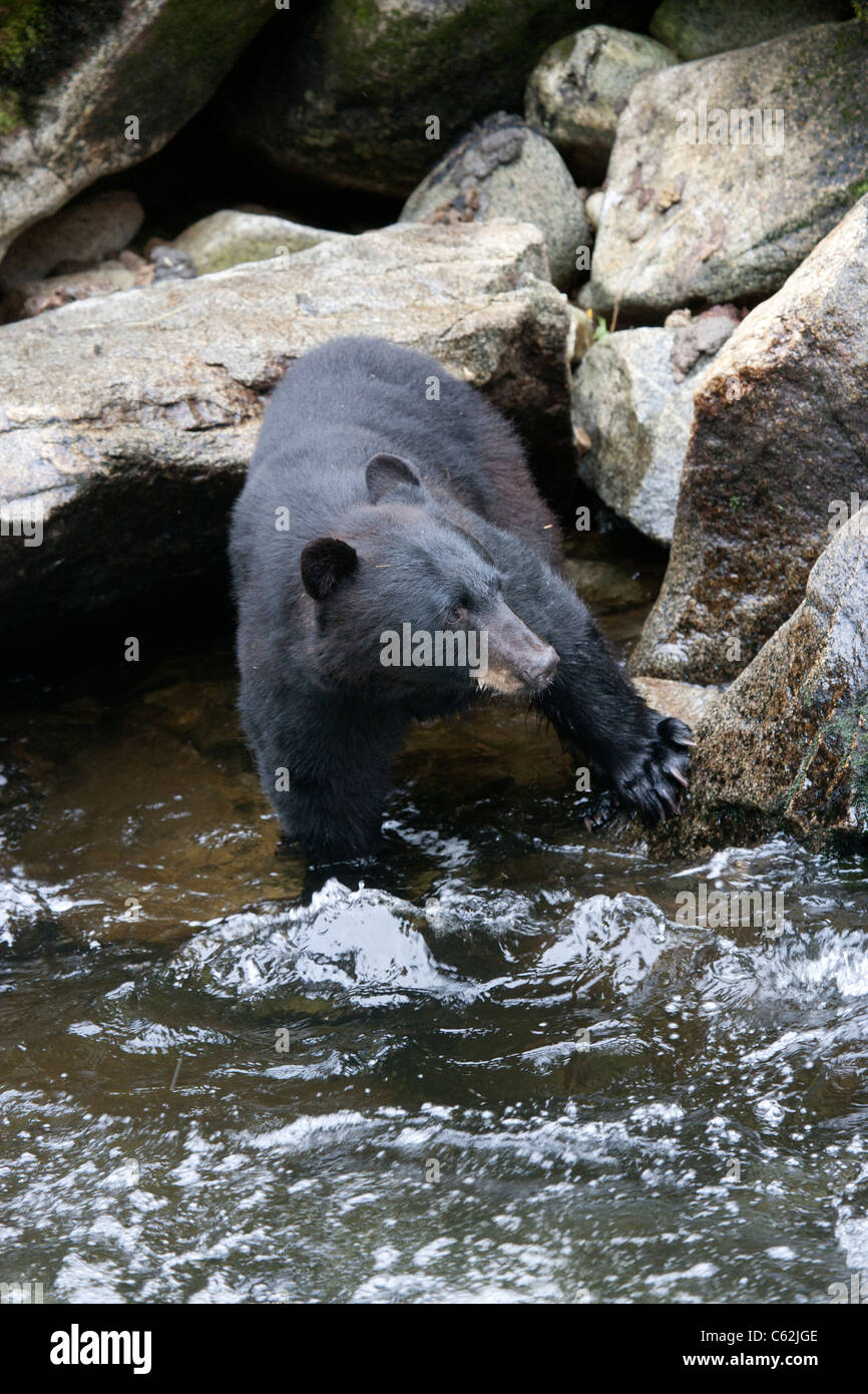 Bear Observatory High Resolution Stock Photography and Images - Alamy