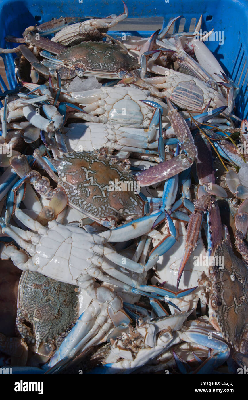 Baskets of Blue Swimmer crabs unloaded from a fishing boat in Carnarvon ...