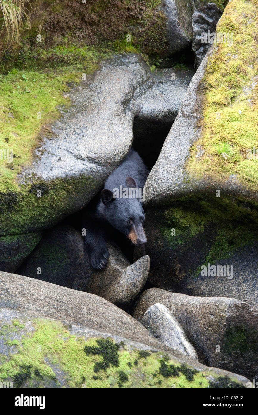 Anan Bear and Wildlife Observatory, Wrangell, Alaska Stock Photo - Alamy