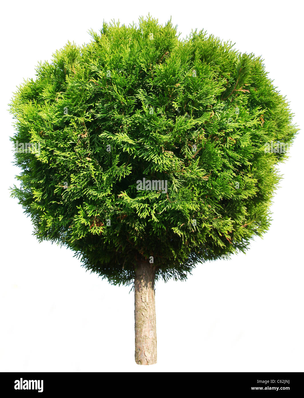 Thuja tree hi-res stock photography and images - Alamy