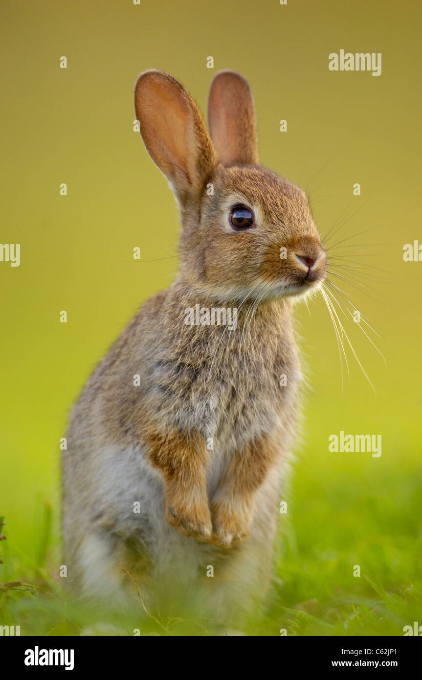 Rabbit warren uk hi-res stock photography and images - Alamy