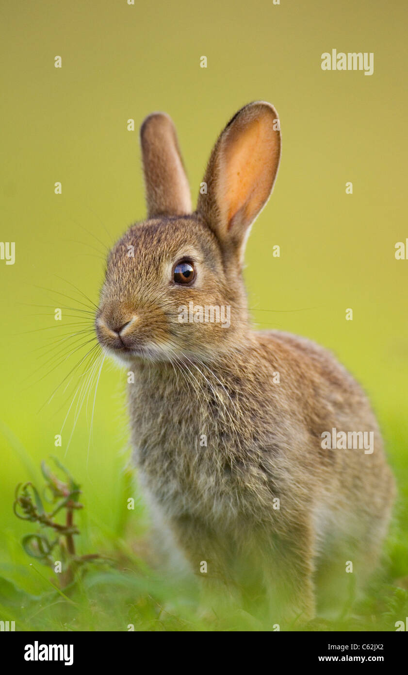 Baby wild rabbit hi-res stock photography and images - Alamy