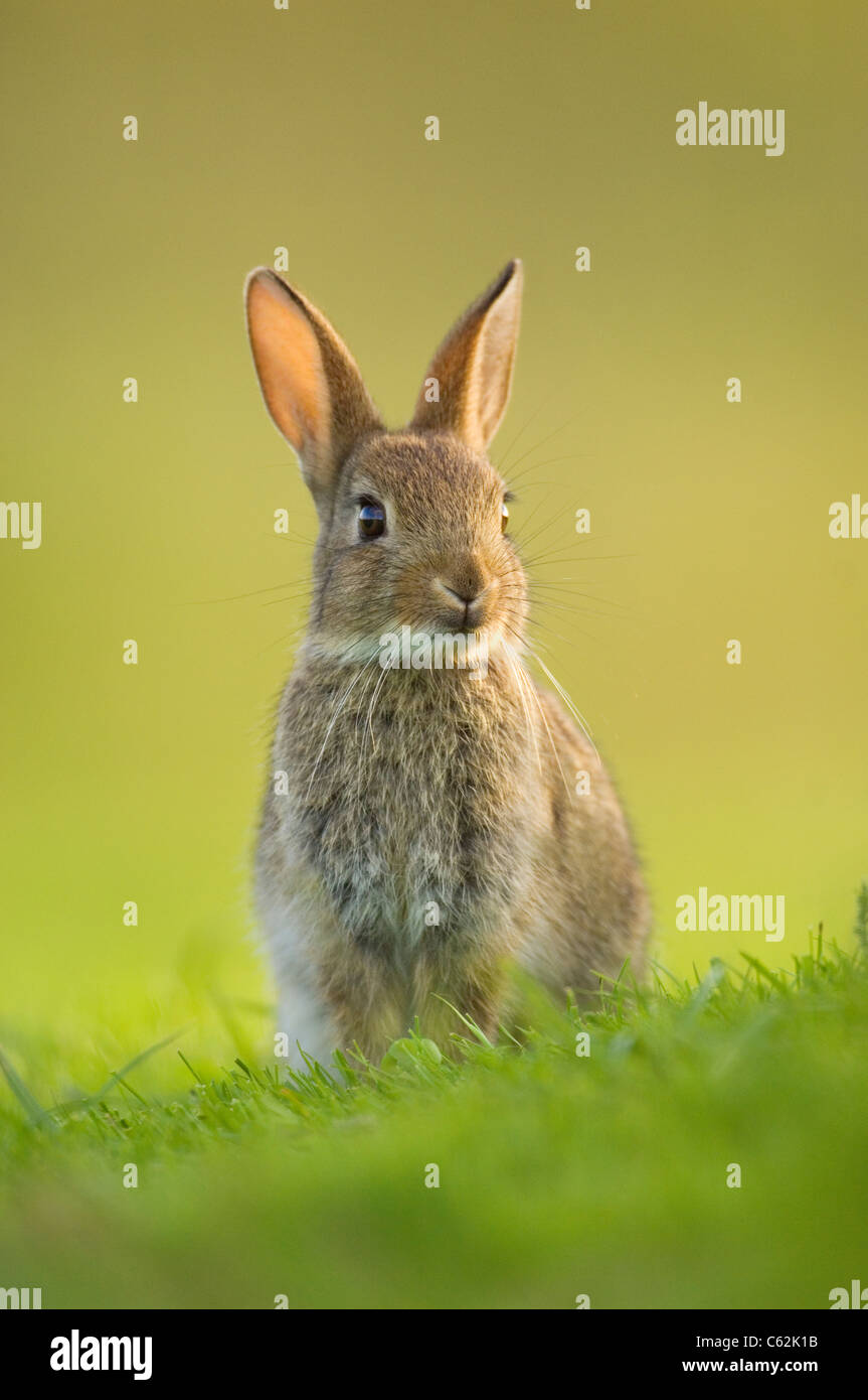 Baby wild rabbit hi-res stock photography and images - Alamy