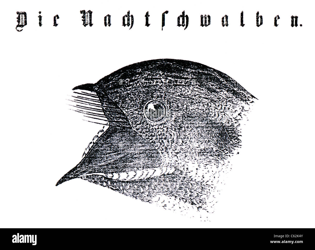 Close up old bird Cut Out Stock Images & Pictures - Alamy