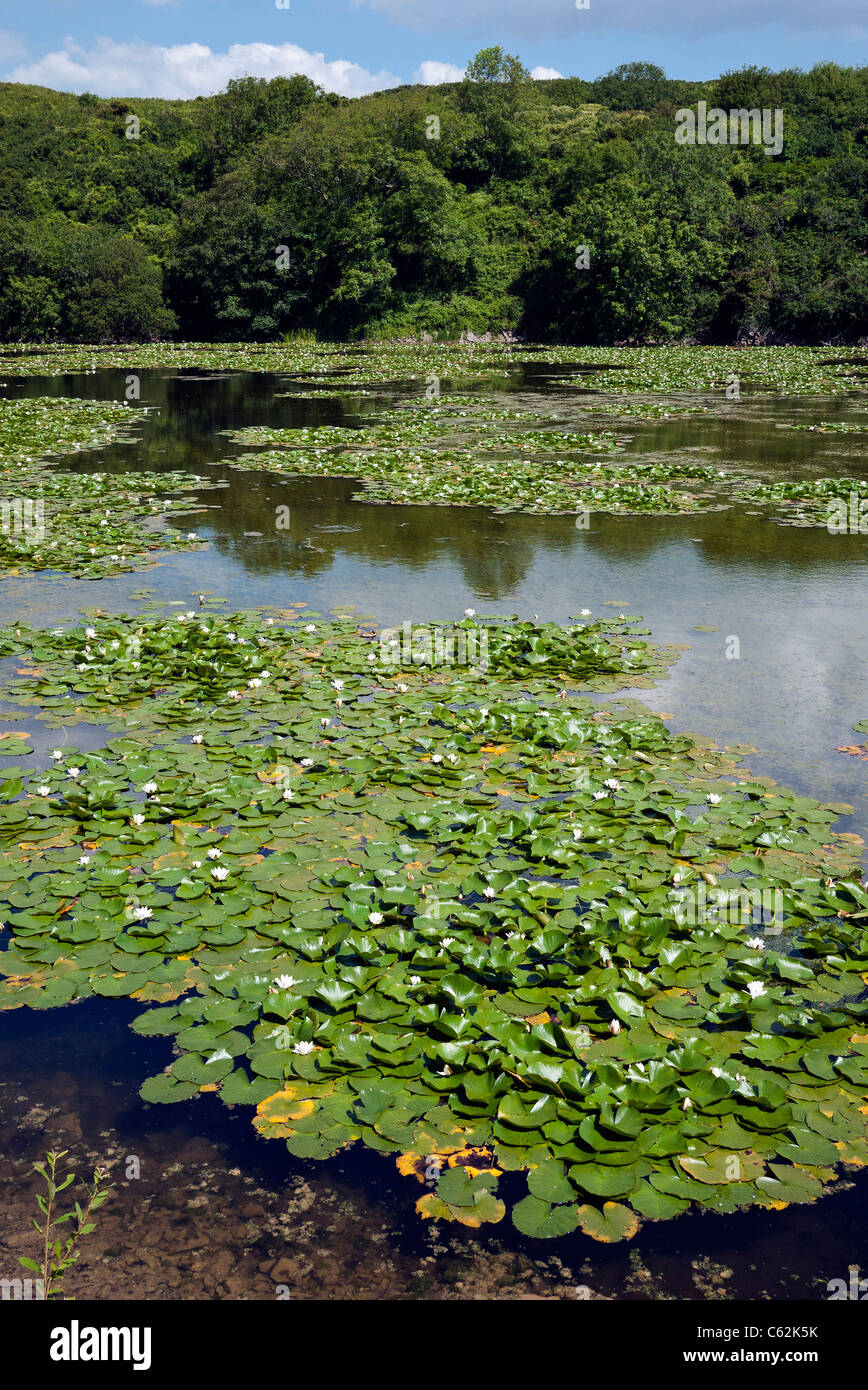 Bosherston lakes hi-res stock photography and images - Alamy