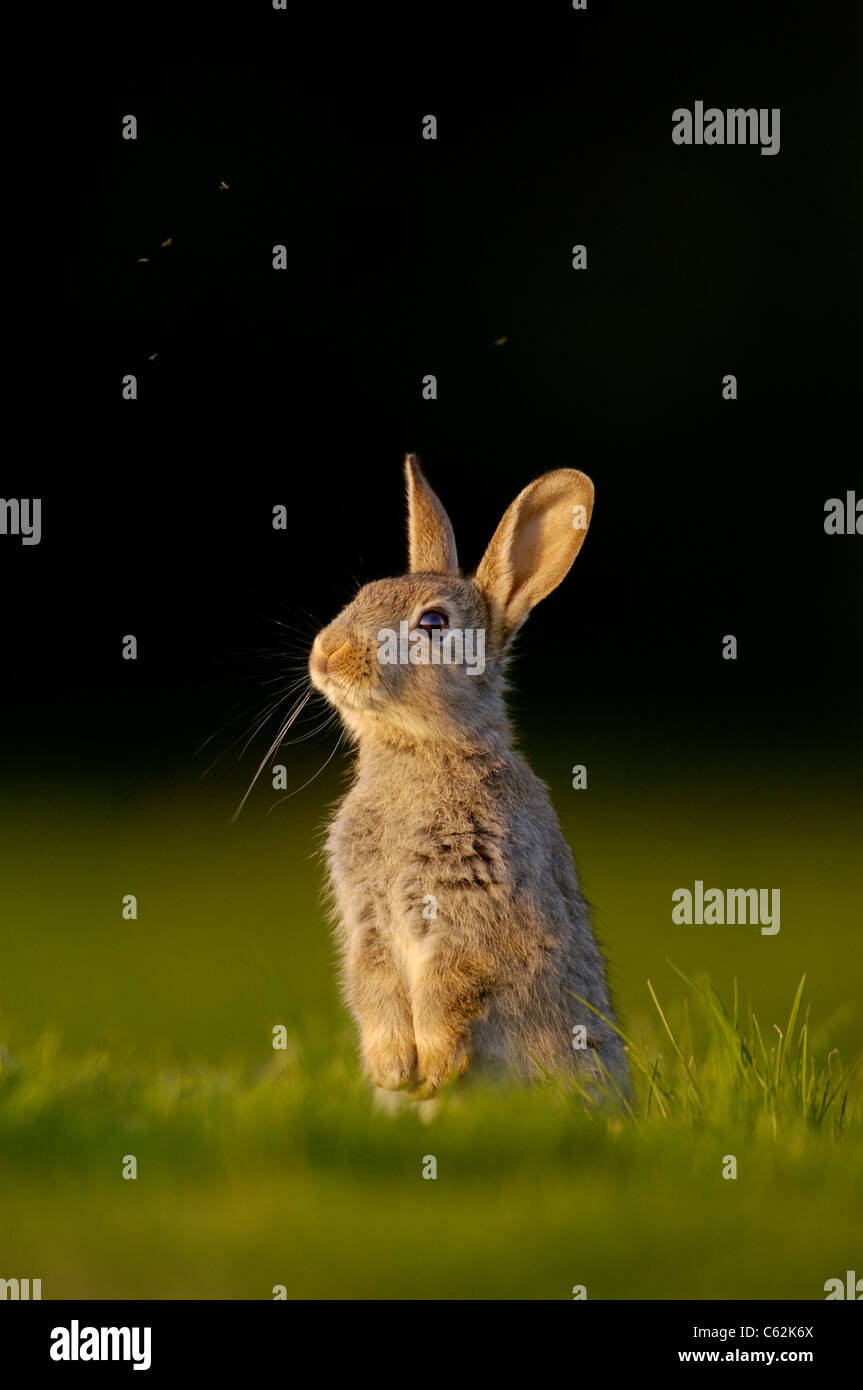 Rabbit Profile Standing