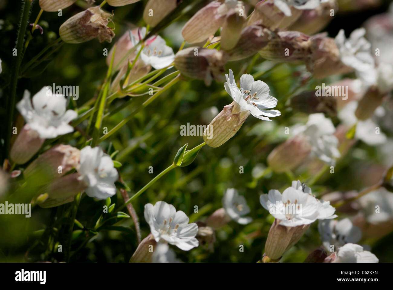 Close up of sea campion flower. Silene maritima Stock Photo - Alamy