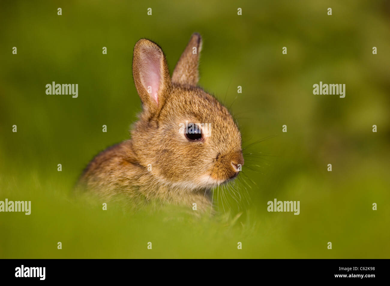 Rabbit warren hi-res stock photography and images - Alamy