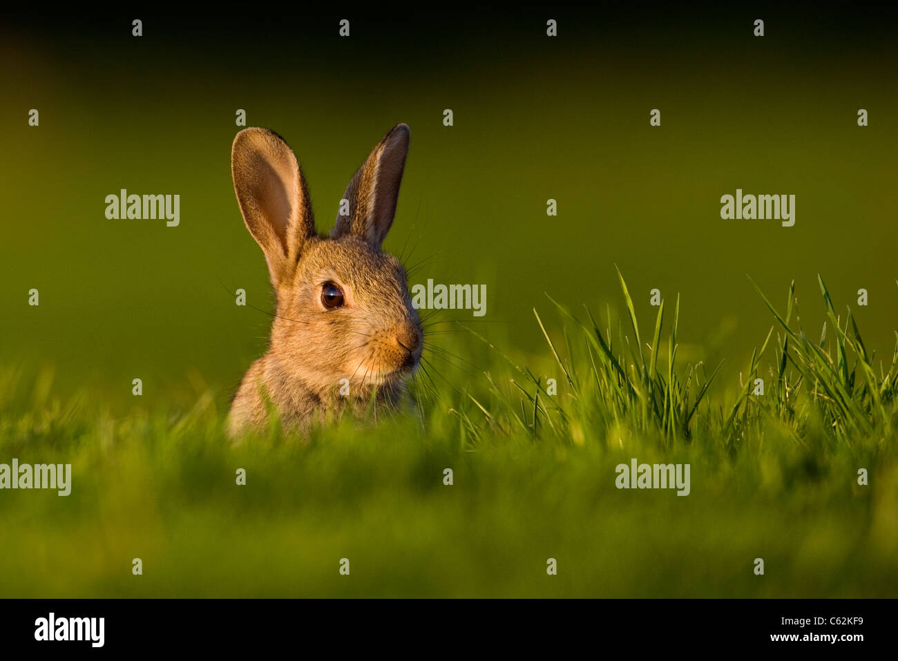 RABBIT Oryctolagus cuniculus In the last rays of evening light a young ...