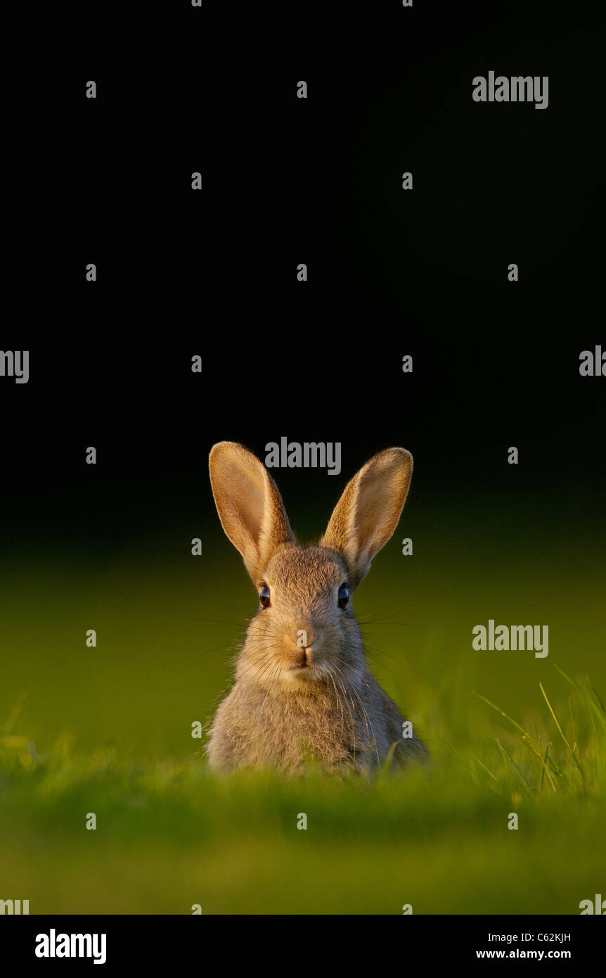 RABBIT Oryctolagus cuniculus Portrait of an alert young rabbit sitting ...