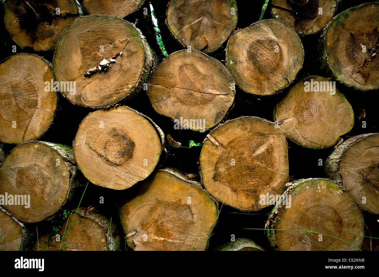 Stack of timber Stock Photo - Alamy