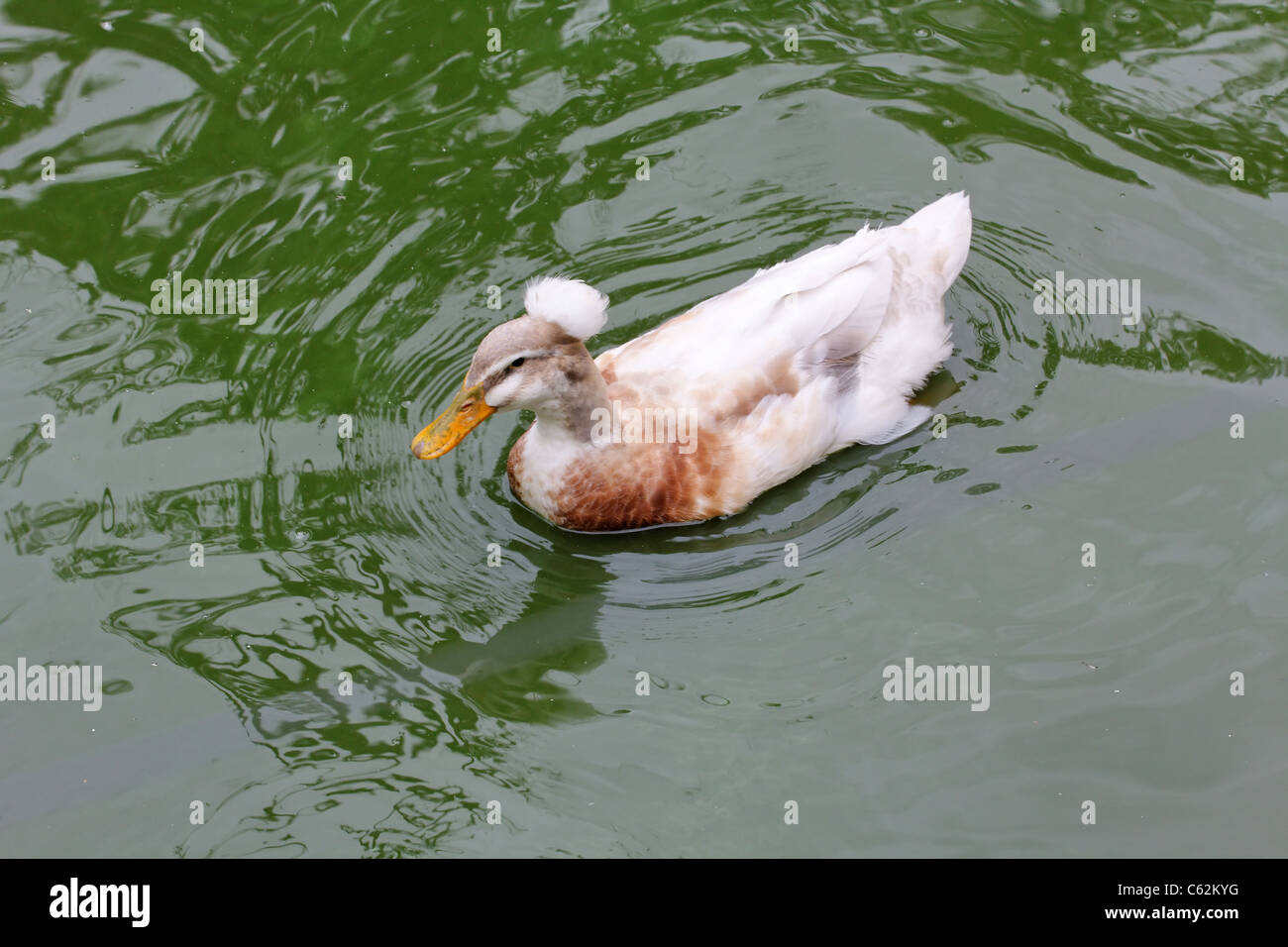 Duck profile photo hi-res stock photography and images - Alamy