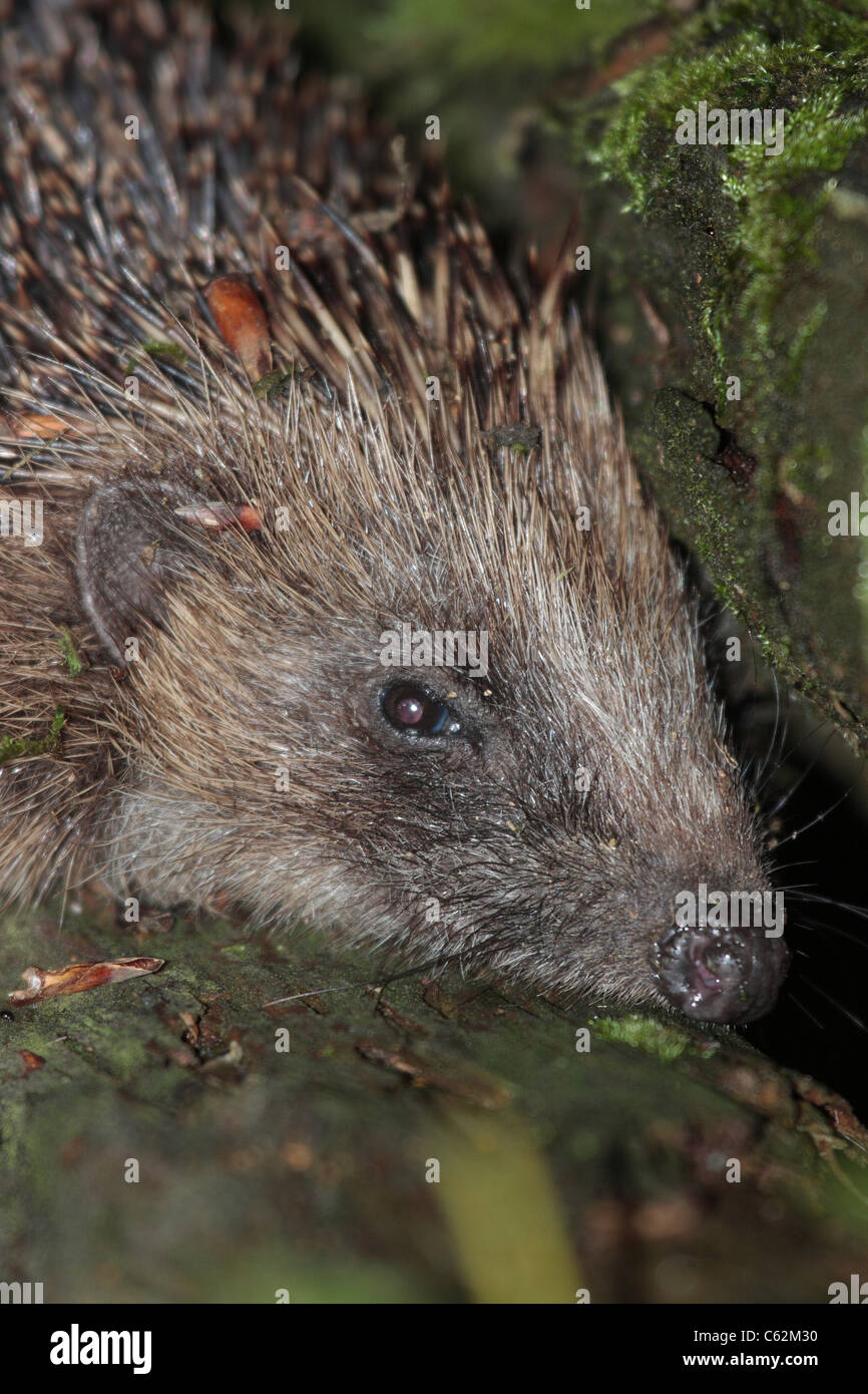Western hedgehog european hedgehog erinaceus hi-res stock photography ...