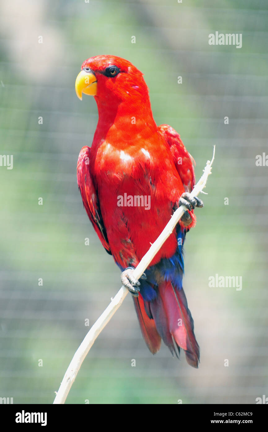 Biblical Birds High Resolution Stock Photography and Images - Alamy