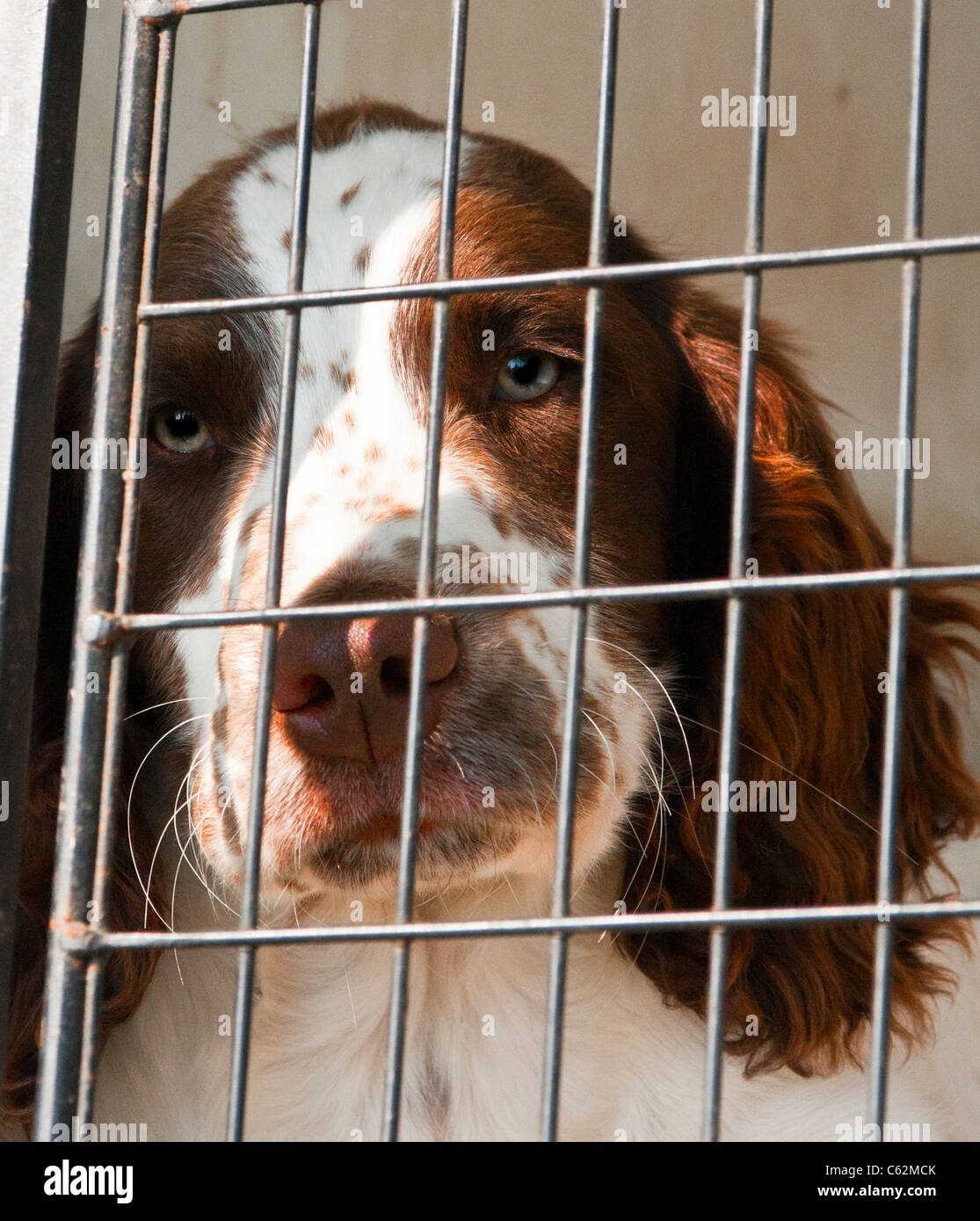 English springer spaniel dog, sixteen week old pup, or puppy, sat in ...
