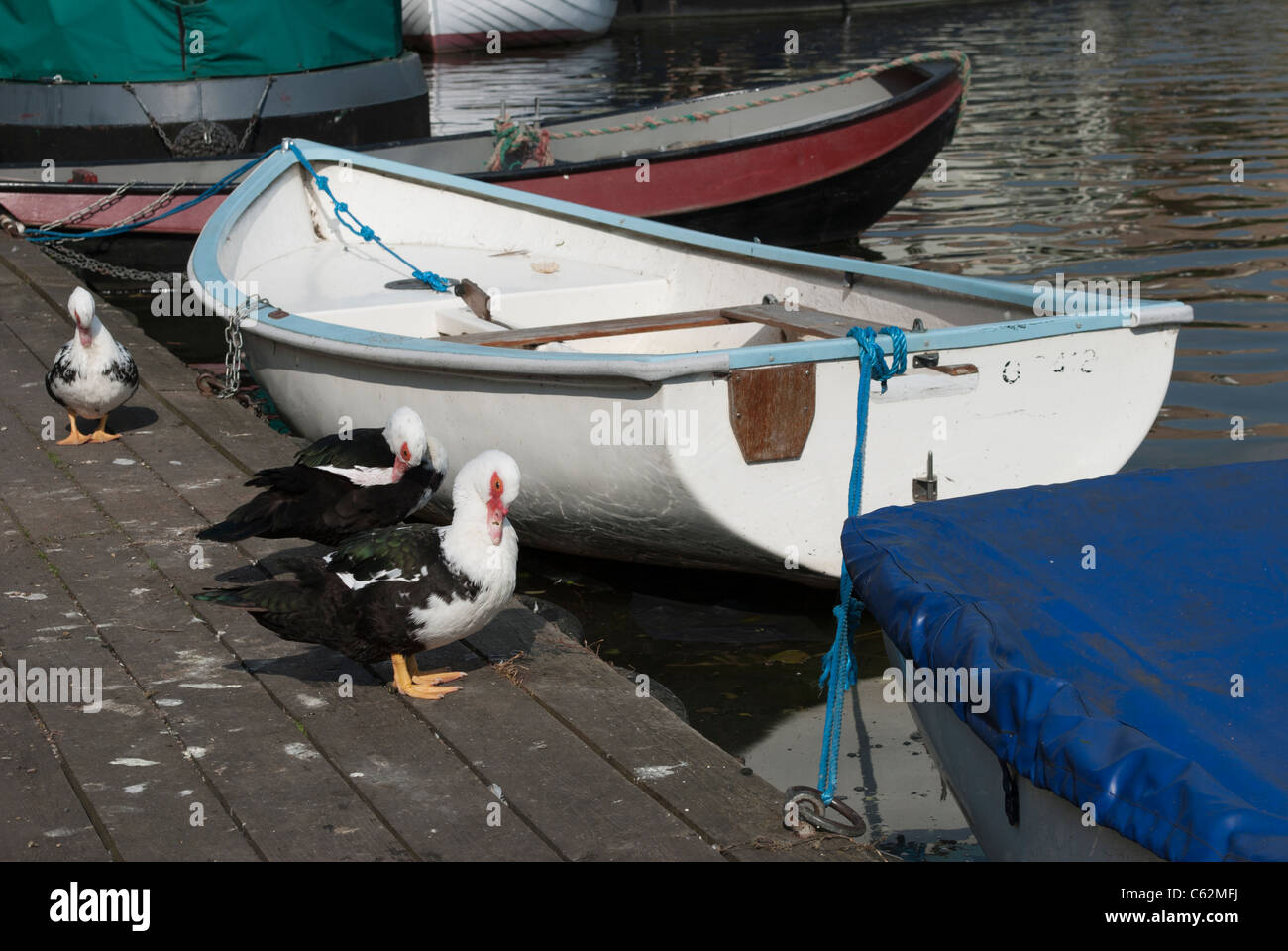 Three ducks on dock next to rowing boat Stock Photo - Alamy