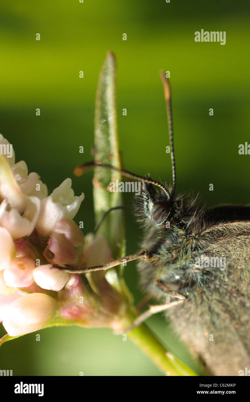 Common irish butterfly hi-res stock photography and images - Alamy