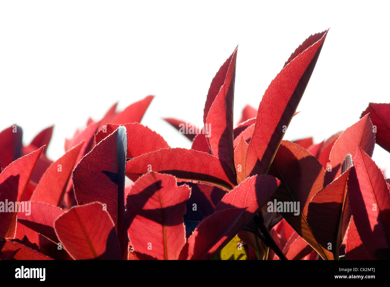 Fall red colour of leaves against white Stock Photo - Alamy