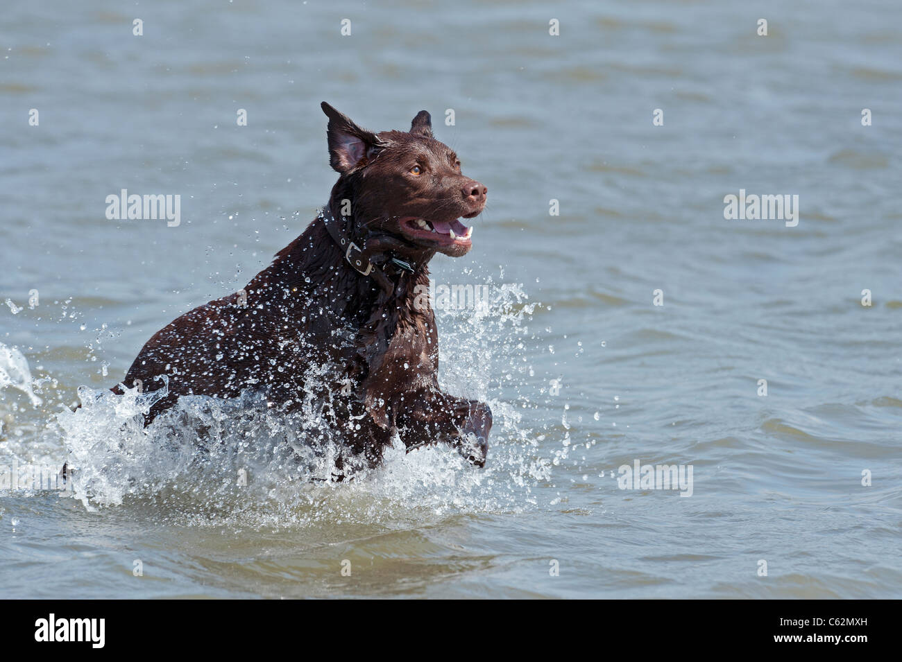 Dog in water Stock Photo - Alamy