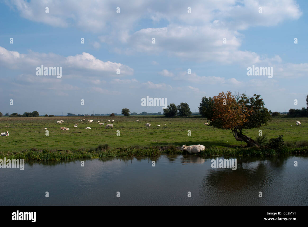Cow in river in front of field with other cows in it Stock Photo - Alamy