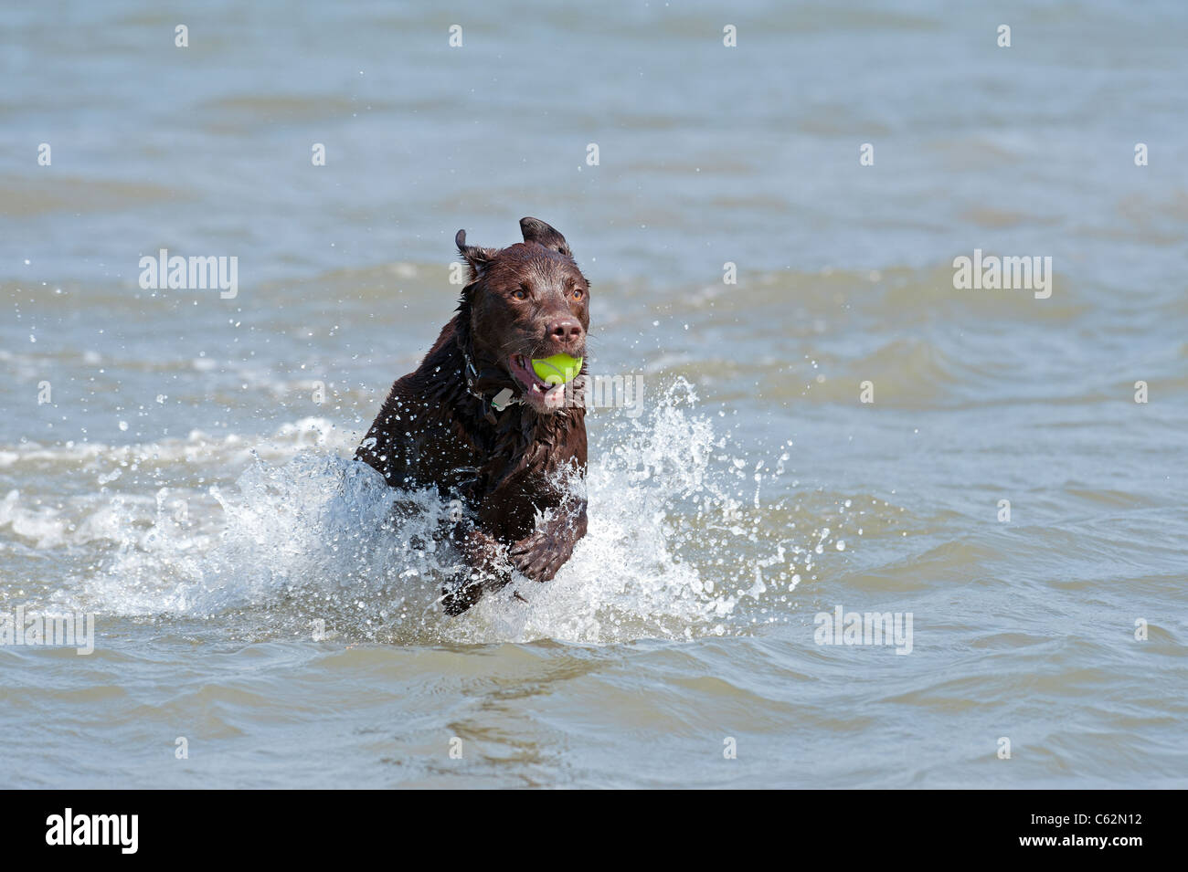Dog in water Stock Photo - Alamy