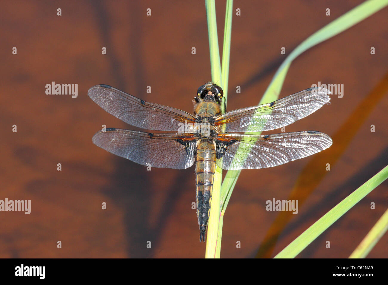 Four Spotted Chaser Dragonfly Stock Photo - Alamy