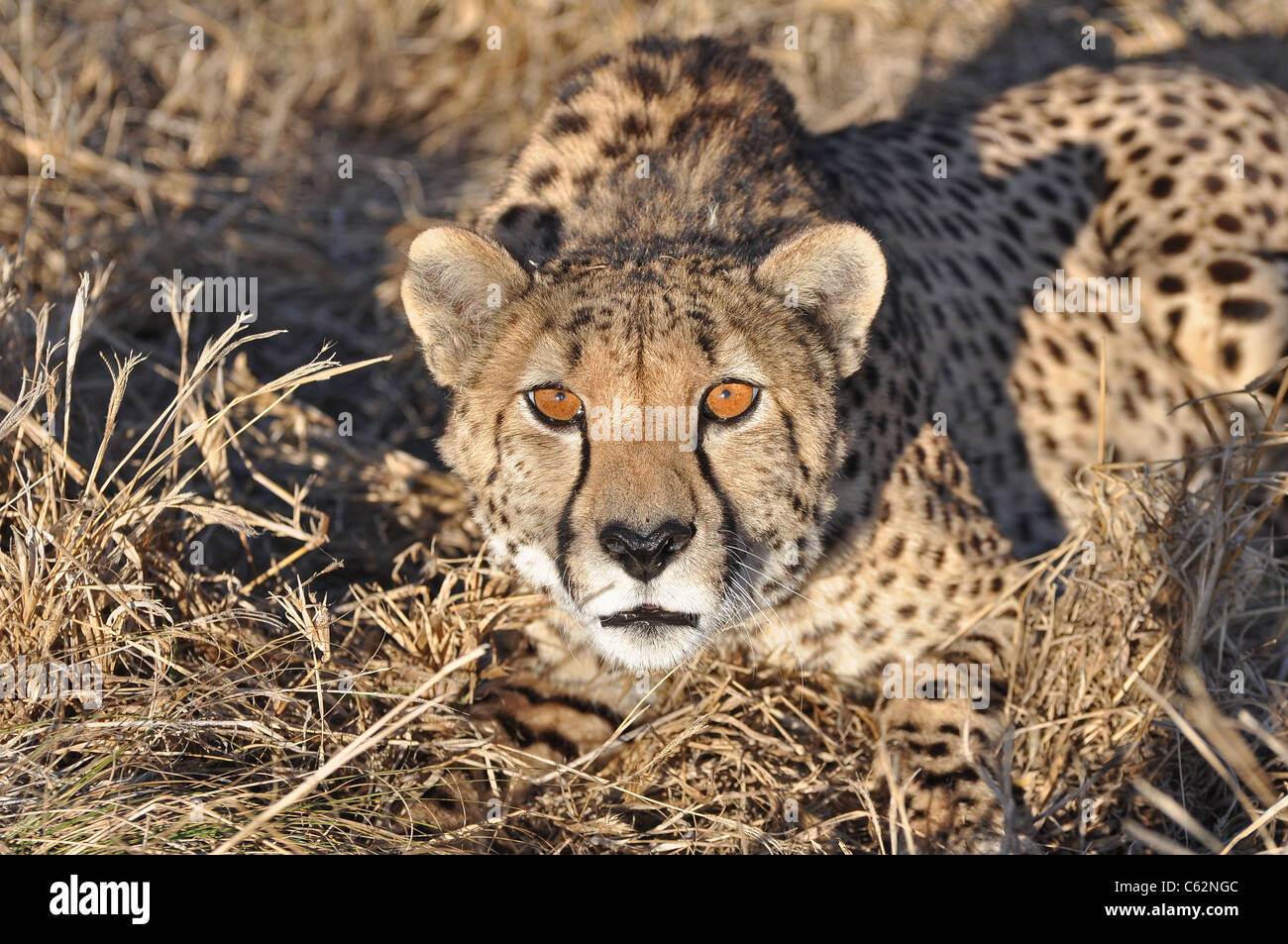 Cheetah alert in africa Stock Photo - Alamy