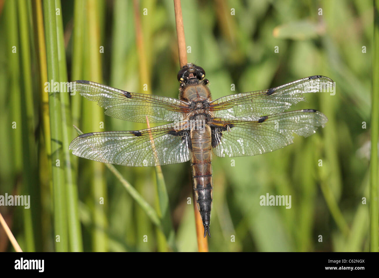 Four Spotted Chaser Dragonfly Stock Photo - Alamy