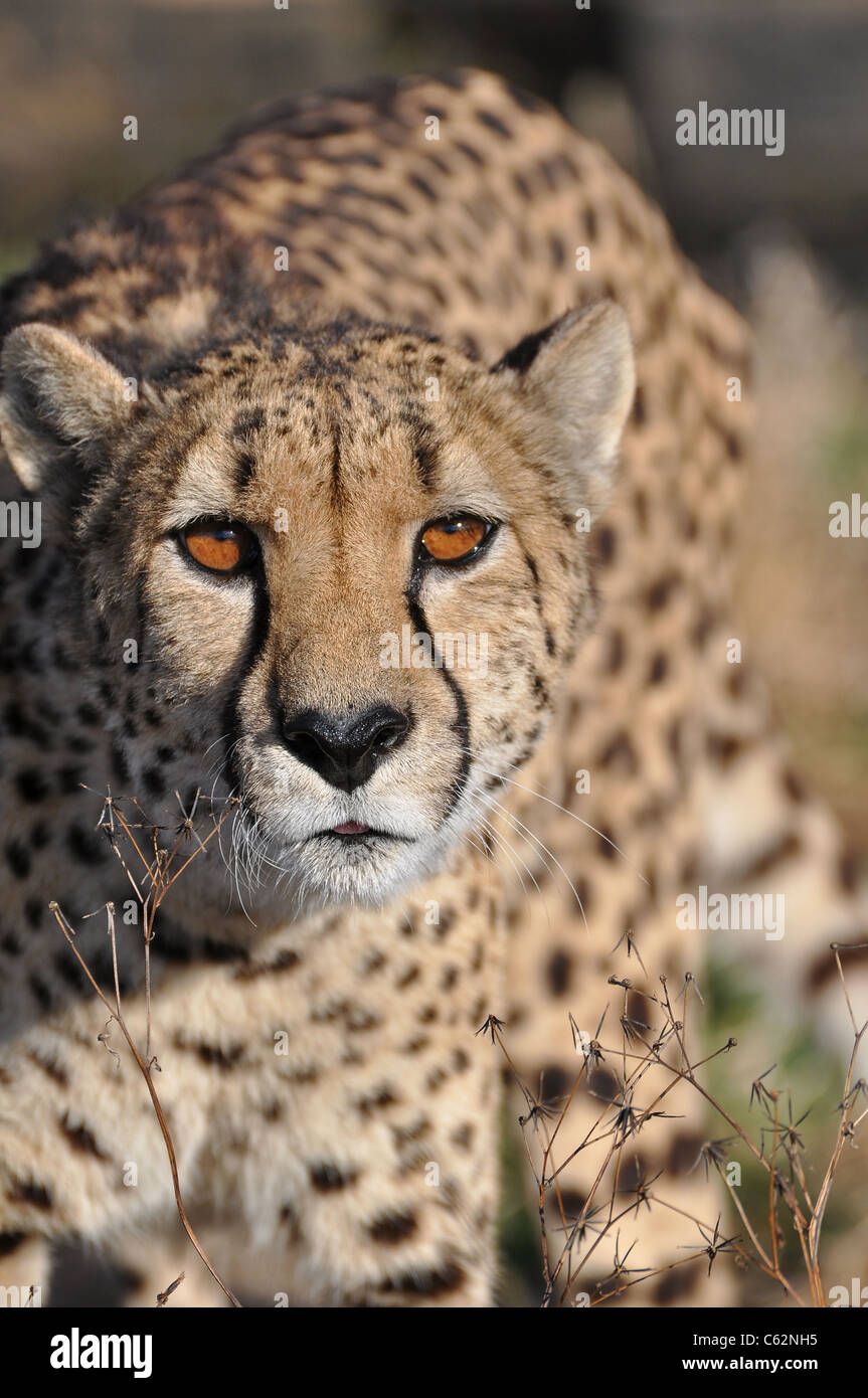 Cheetah alert in africa Stock Photo - Alamy