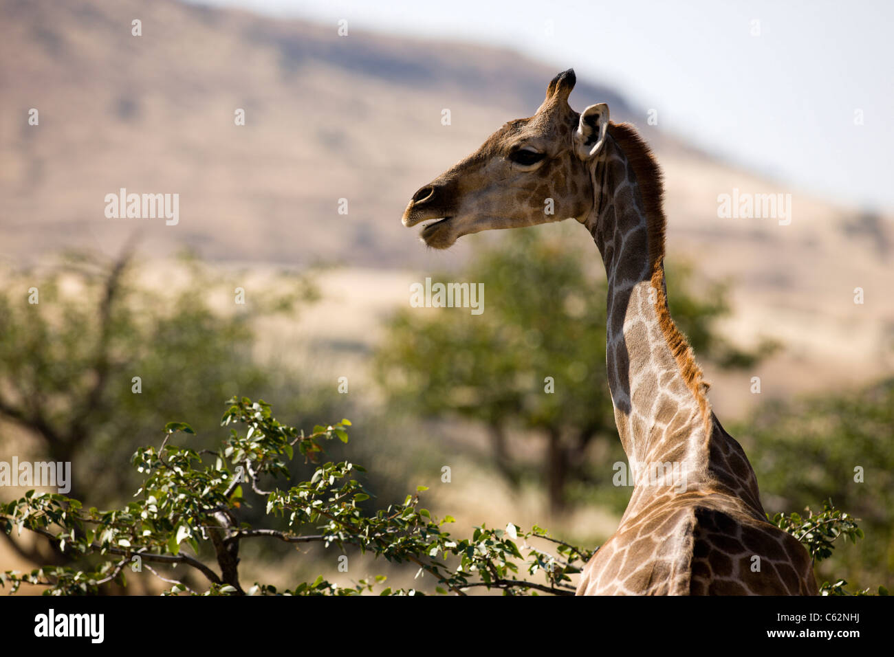 A beautiful female giraffe. Etendeka Concession, Damaraland, Kaokoveld ...