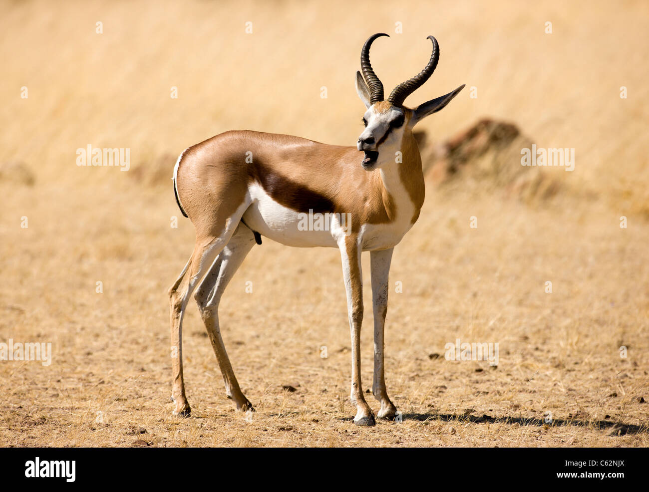 A vocal male springbok. Etendeka Concession, Damaraland, Kaokoveld ...