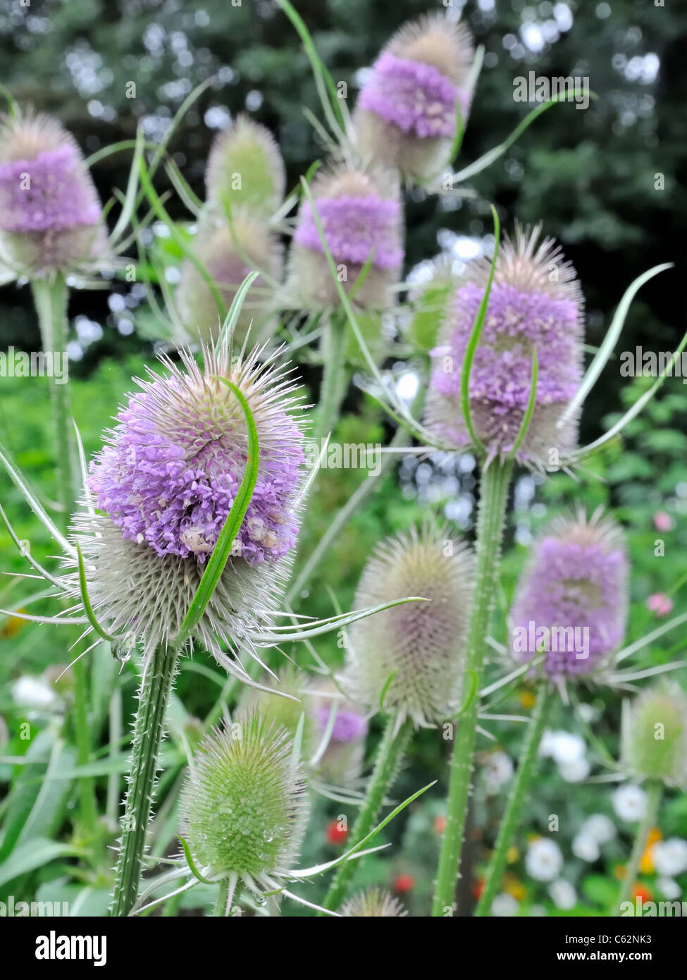Teasel hi-res stock photography and images - Alamy