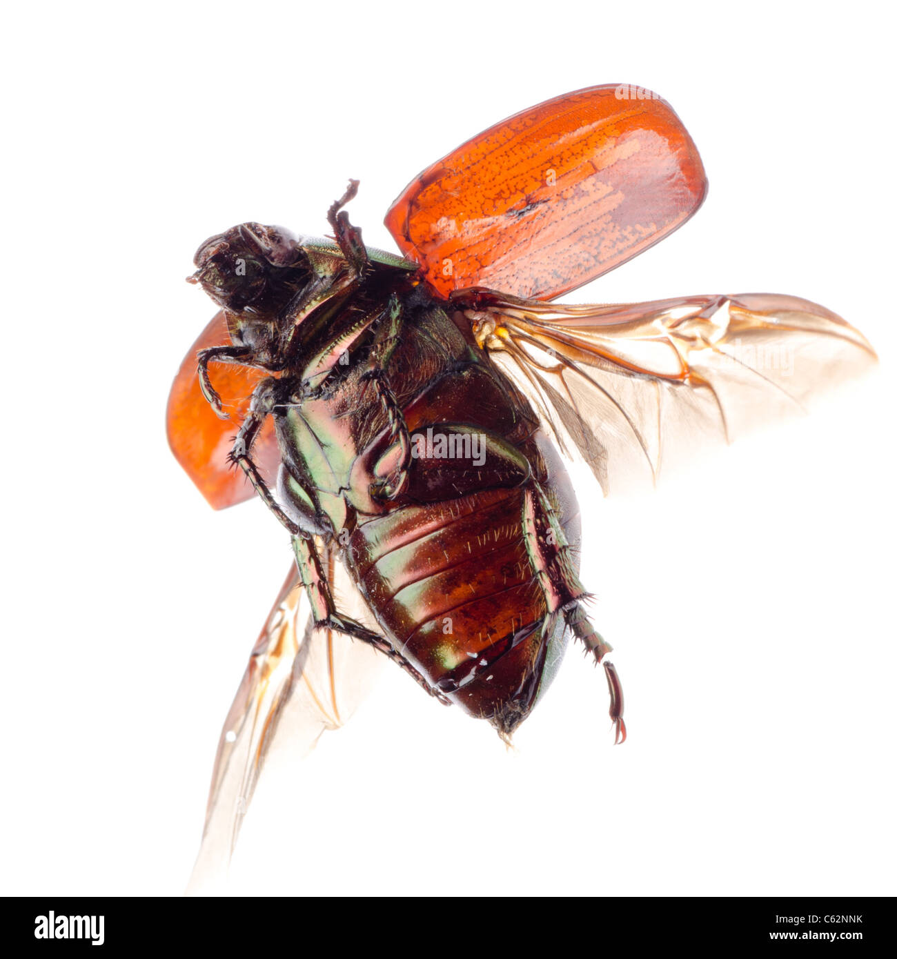 flying insect scarab beetle isolated Stock Photo - Alamy