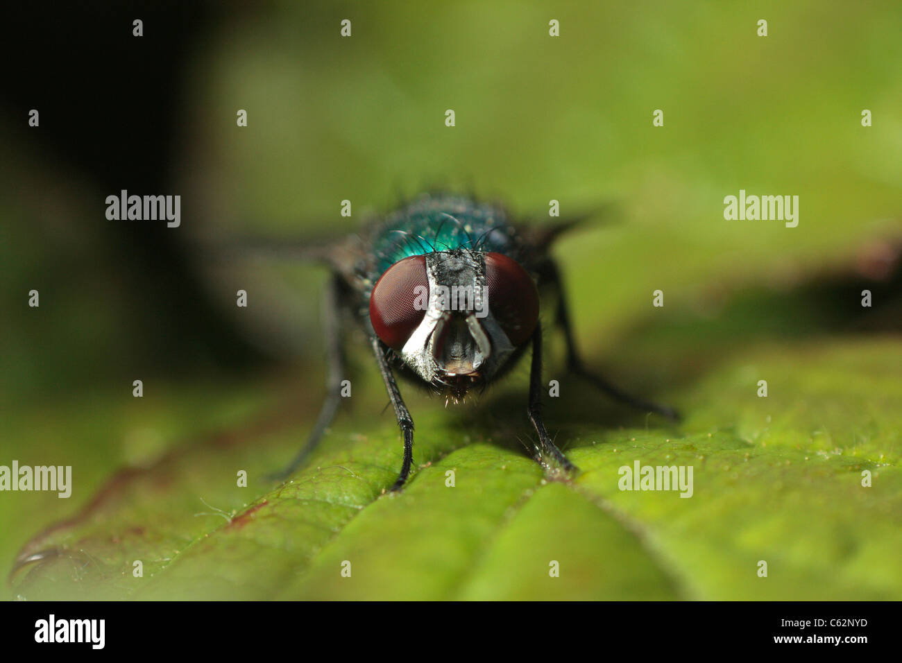 Common european greenbottle fly hi-res stock photography and images - Alamy