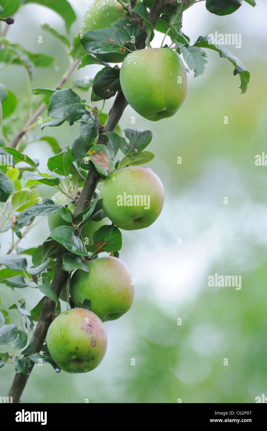 Growing cooking apples hi-res stock photography and images - Alamy