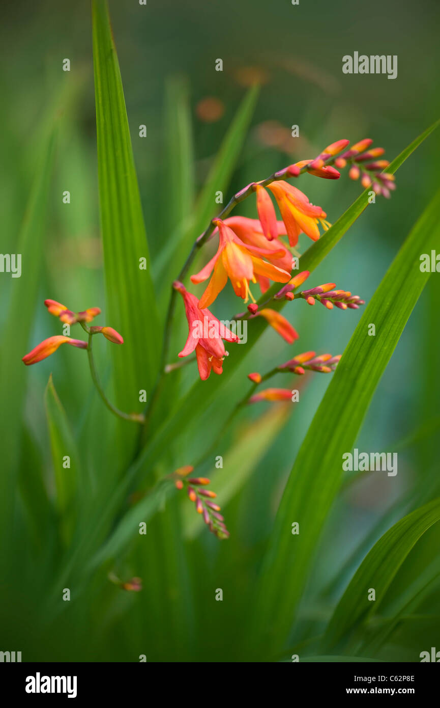 Single Crocosmia flower - Crocosmia 'Firebird' Montbretia Stock Photo ...