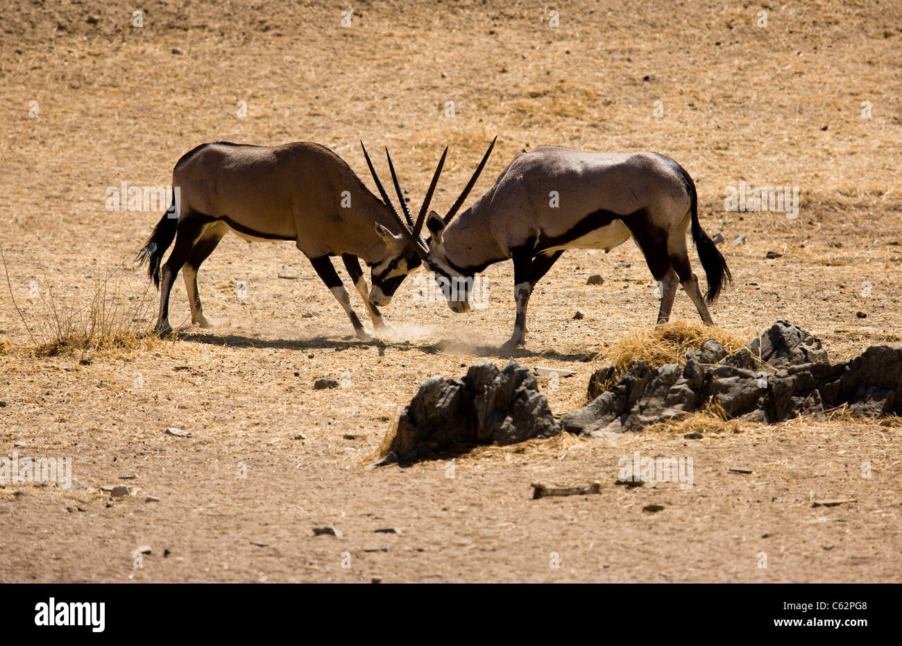 Lock Horns High Resolution Stock Photography and Images - Alamy