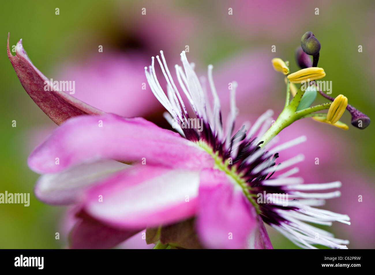 Passion flower victoria passiflora victoria hi-res stock photography ...